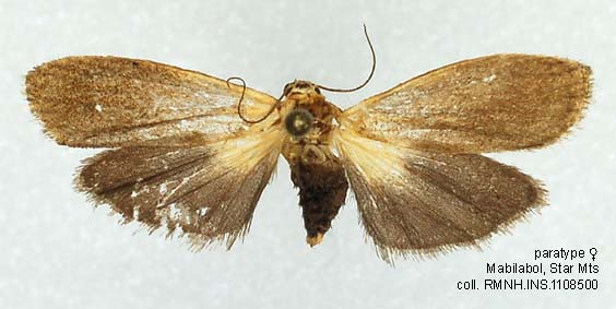 Papua Insects Foundation (Lepidoptera/Erebidae(Arctiinae)/Lambula ...